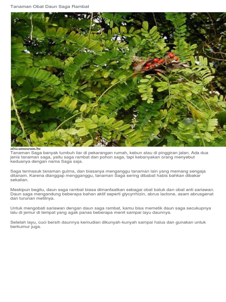 Tanaman Obat Daun Saga Rambat | PDF