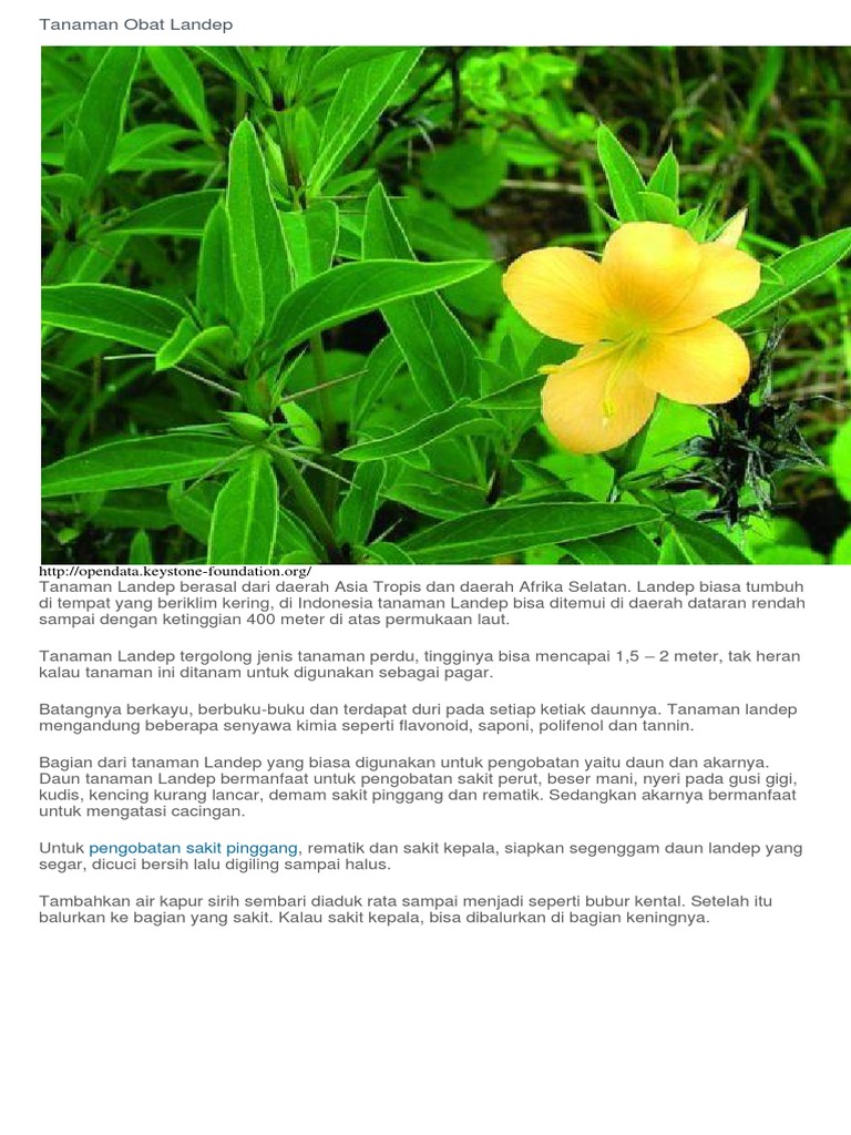 Tanaman Obat Landep | PDF