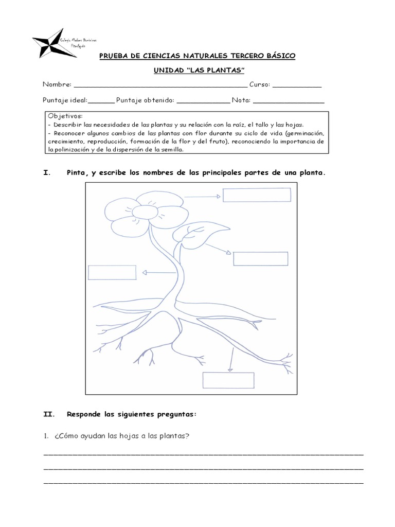 Prueba de Ciencias Las Plantas Tercero Basico | Flores | Germinación