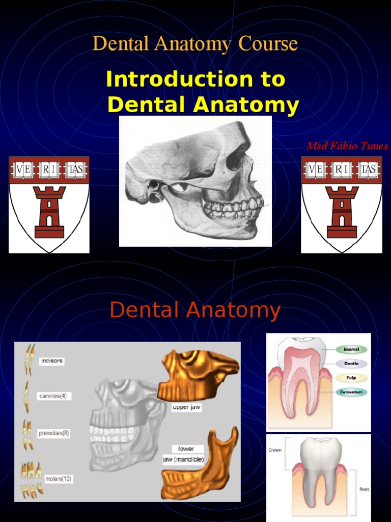 Dental Anatomy Introduction | Download Free PDF | Dental Anatomy | Tooth