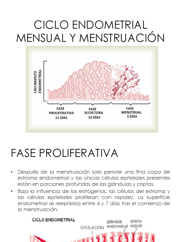 Ciclo Endometrial | PDF | Implantación (embrión humano) | Ciclo menstrual