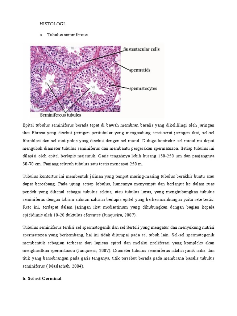 B. Sel-Sel Germinal | PDF