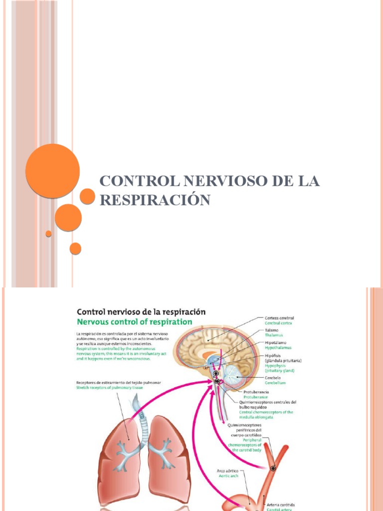 Control de La Respiracion | Descargar gratis PDF | Sistema respiratorio ...