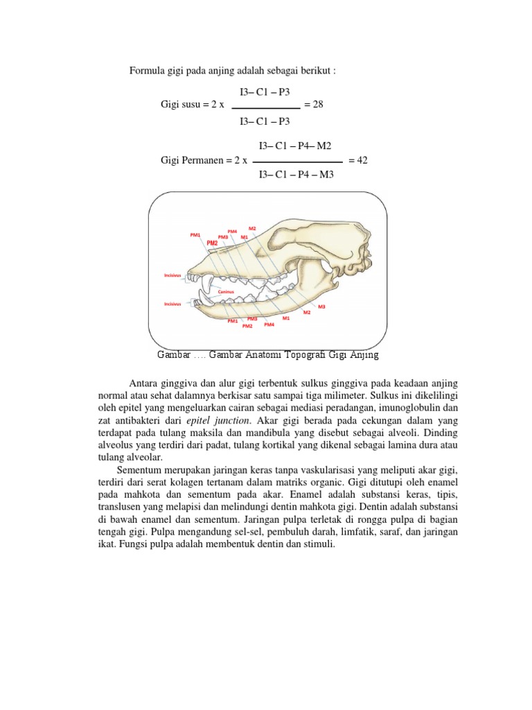 Gigi Pada Anjing | PDF