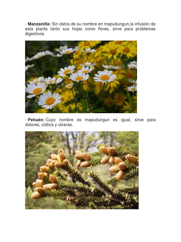 Manzanilla | PDF