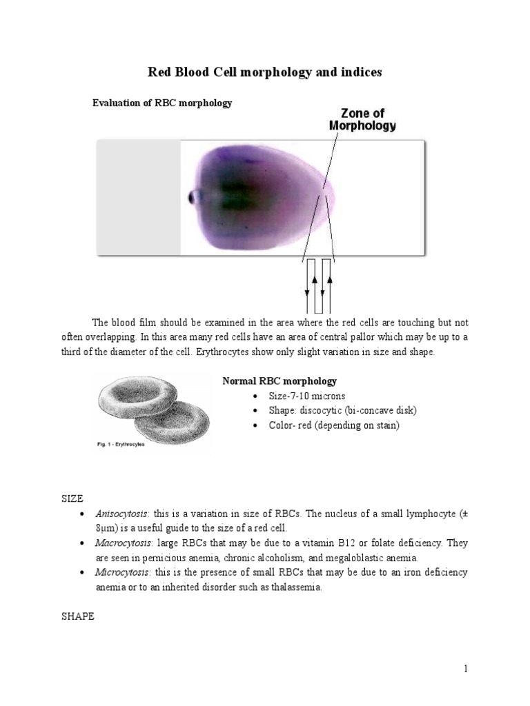 Red Blood Cell Morphology | PDF | Anemia | Red Blood Cell