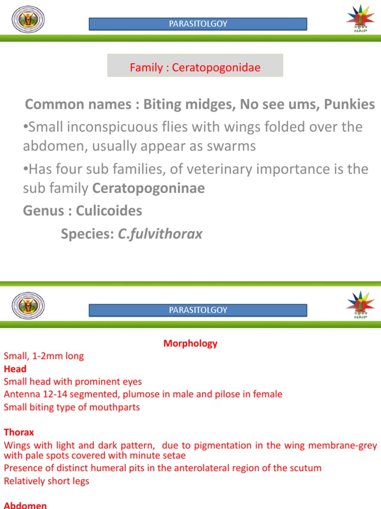 Common Names: Biting Midges, No See Ums, Punkies | PDF | Insects ...