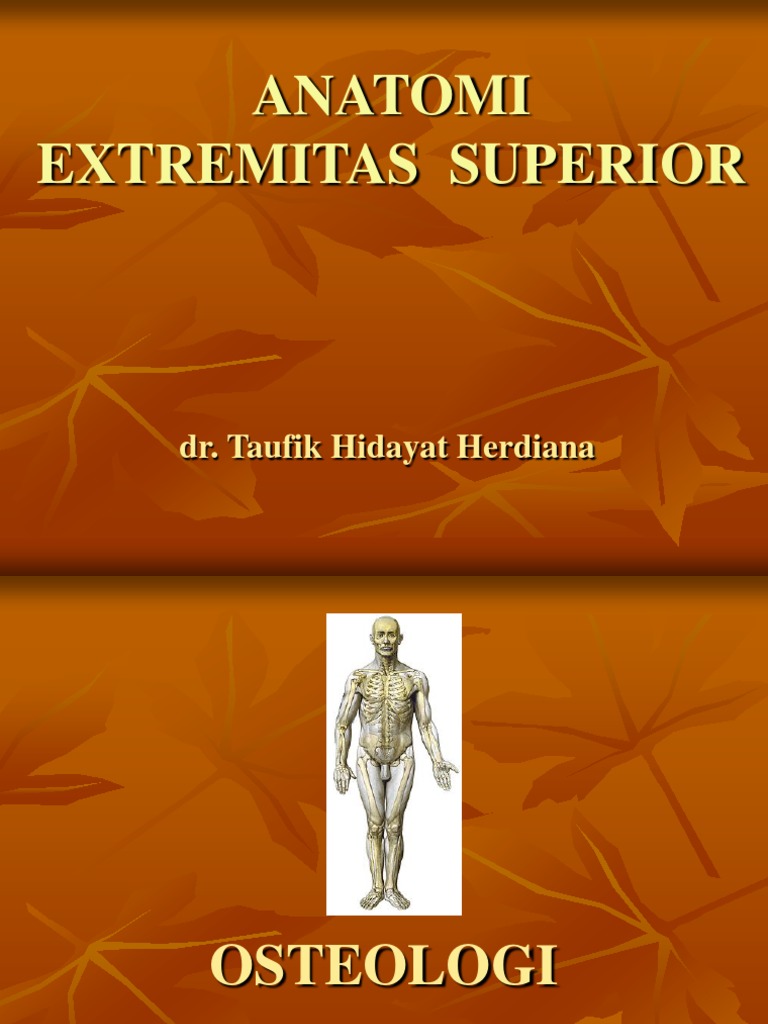 Anatomía de Extremidades Superiores | PDF