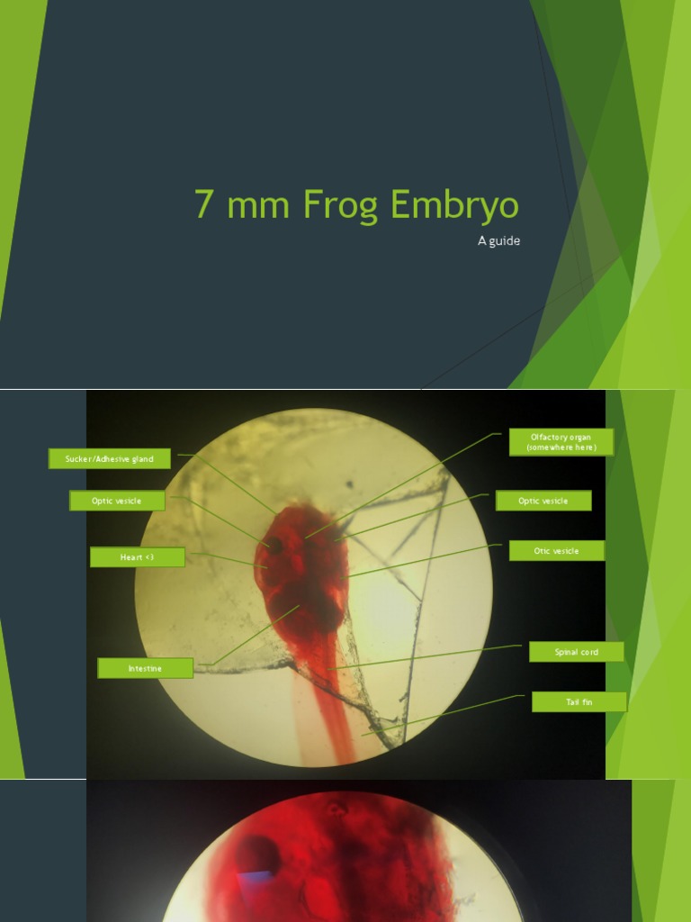 7 MM Frog Embryo | PDF