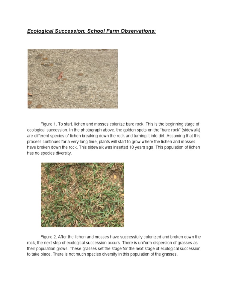 Ecological Succession School Farm Observations - Colby Green | PDF ...