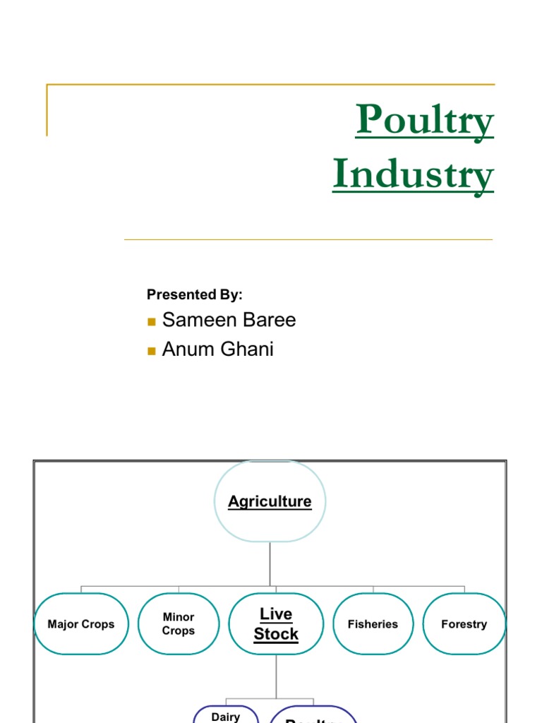 Sameen Baree Anum Ghani | PDF | Poultry Farming | Poultry