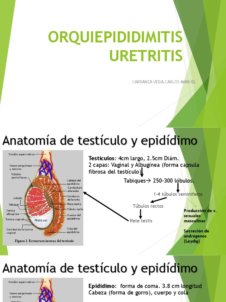 Orquiepididimitis y Uretritis | Inmunología | Enfermedades del sistema ...