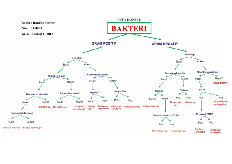 Peta Konsep Bakteri | PDF | Sains & Matematika