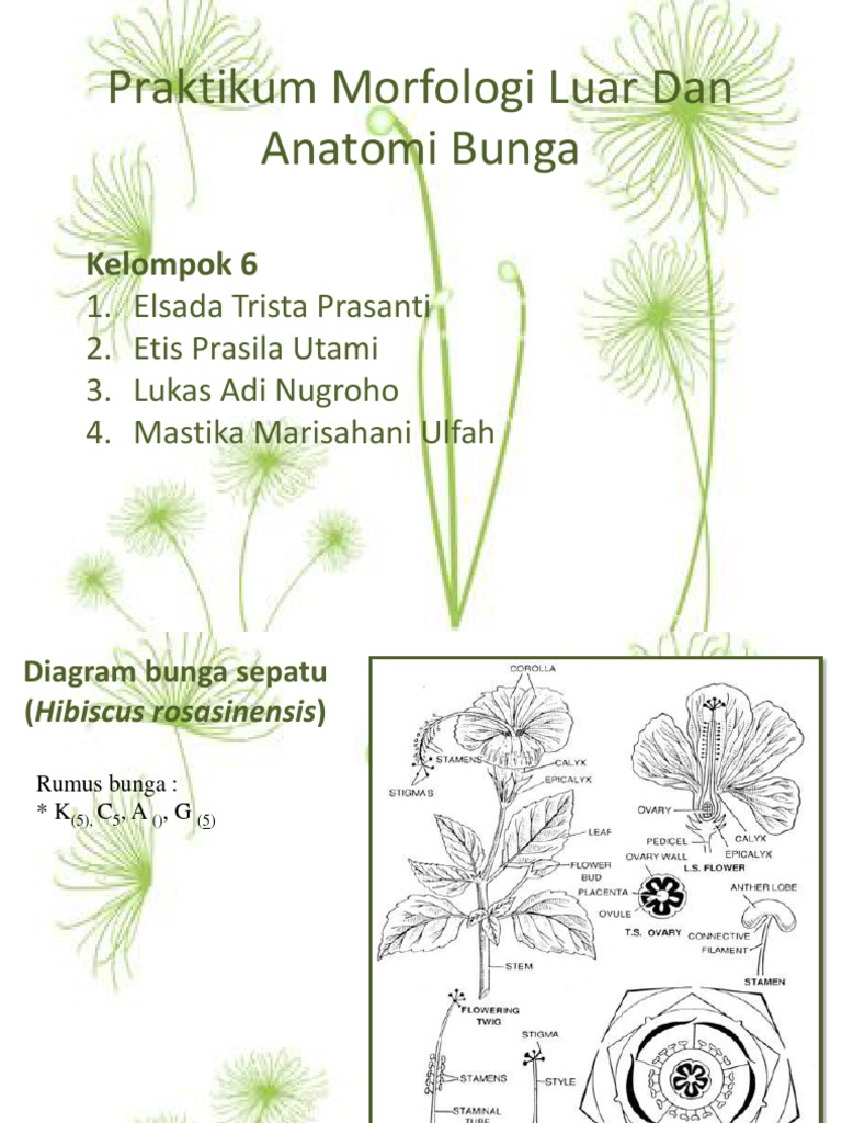 Morfologi dan Anatomi Bunga Praktikum | PDF