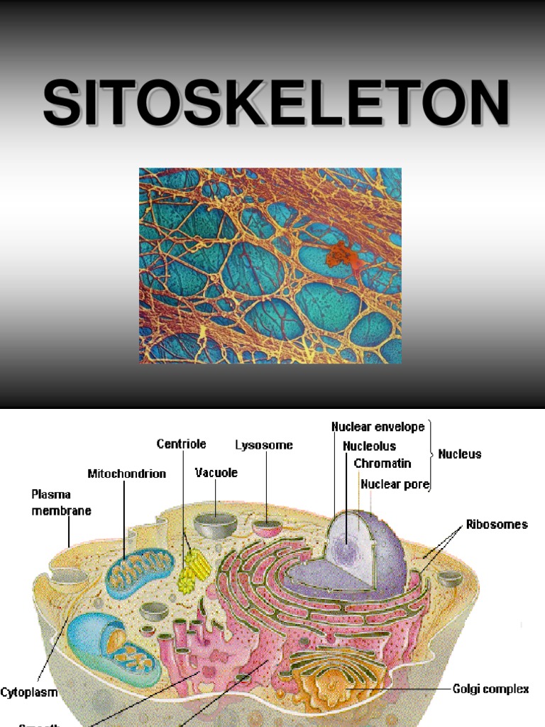 Cytoskeleton Pdf