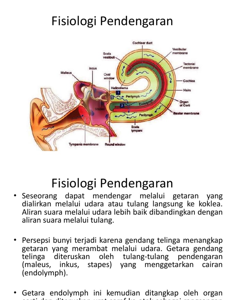 Fisiologi Proses Pendengaran Manusia | PDF | Sains & Matematika