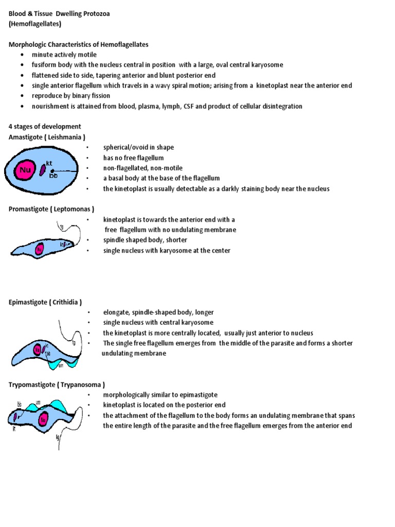 Blood Flagellates | PDF | Clinical Medicine | Diseases And Disorders