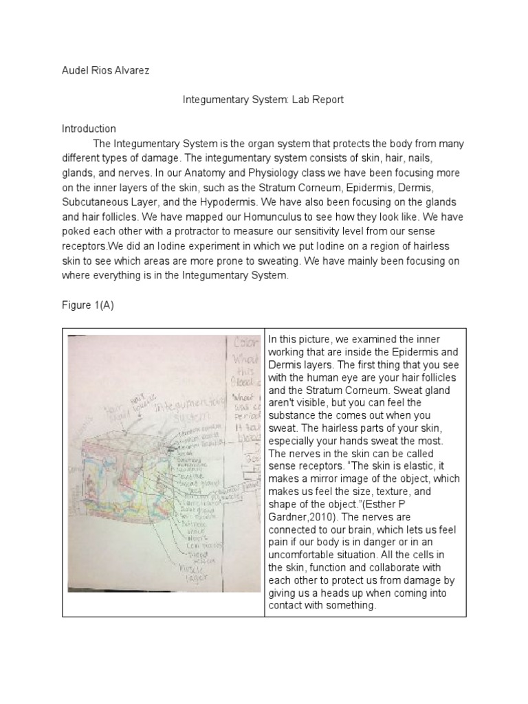 Integumentary System Lab Report | PDF | Organ (Anatomy) | Glands