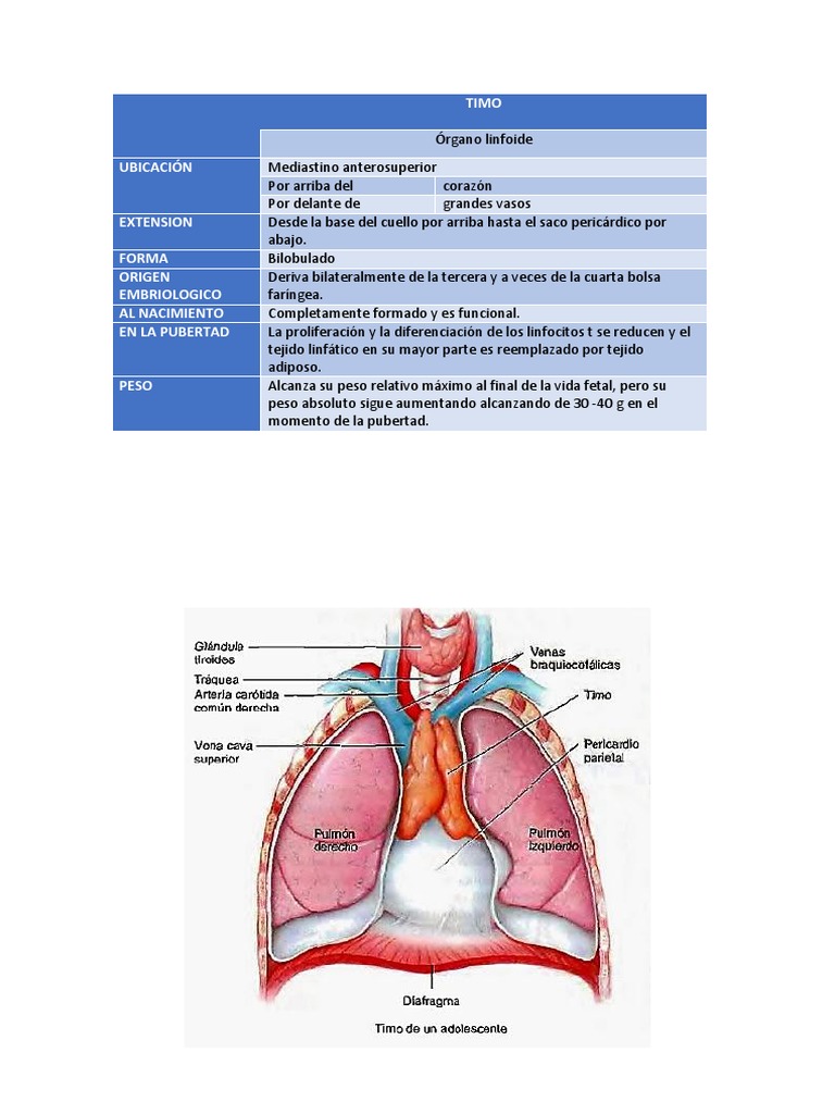 Timo | PDF | Timo | Anatomia animal