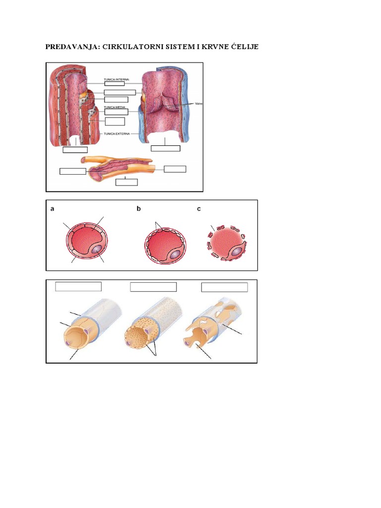 Histologija Kolokvijum II | PDF