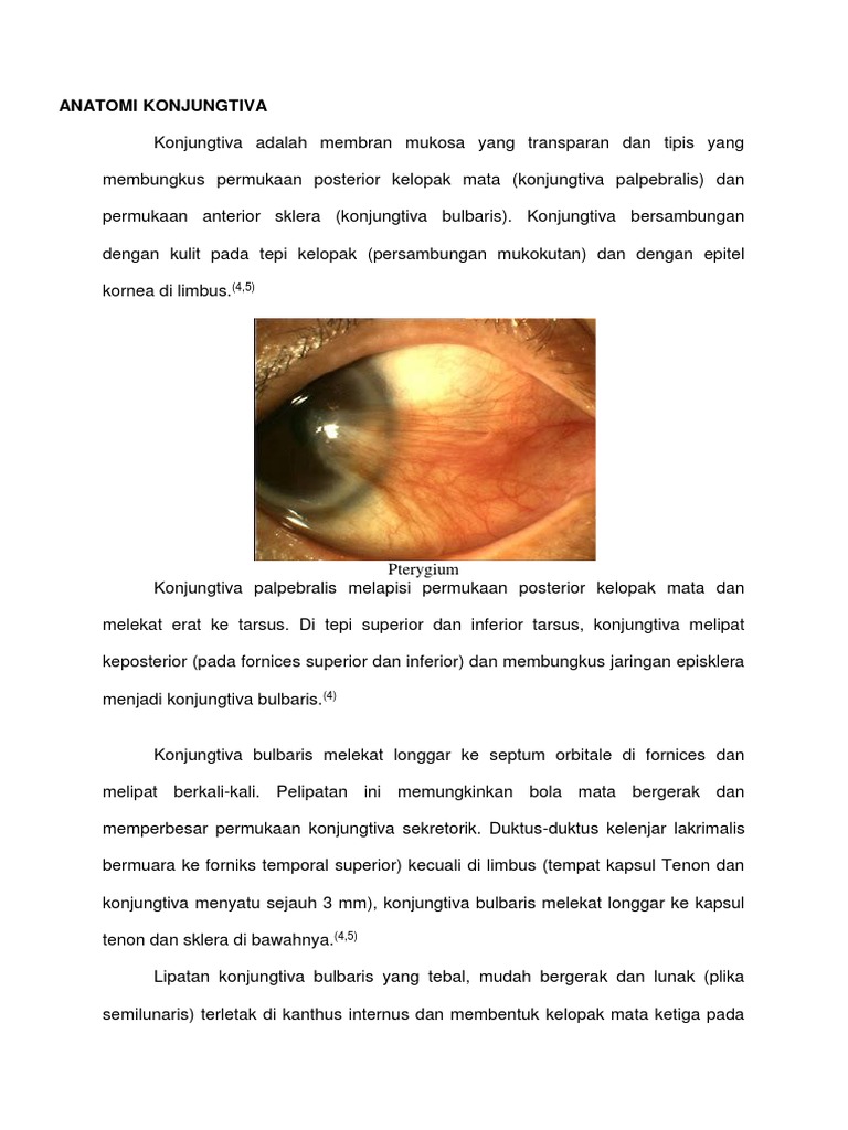 Anatomi Konjungtiva | PDF