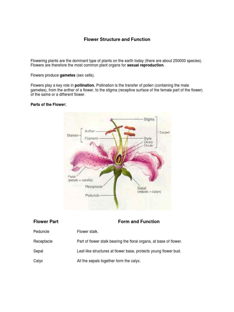 Flower Structure and Function | PDF | Flowers | Petal