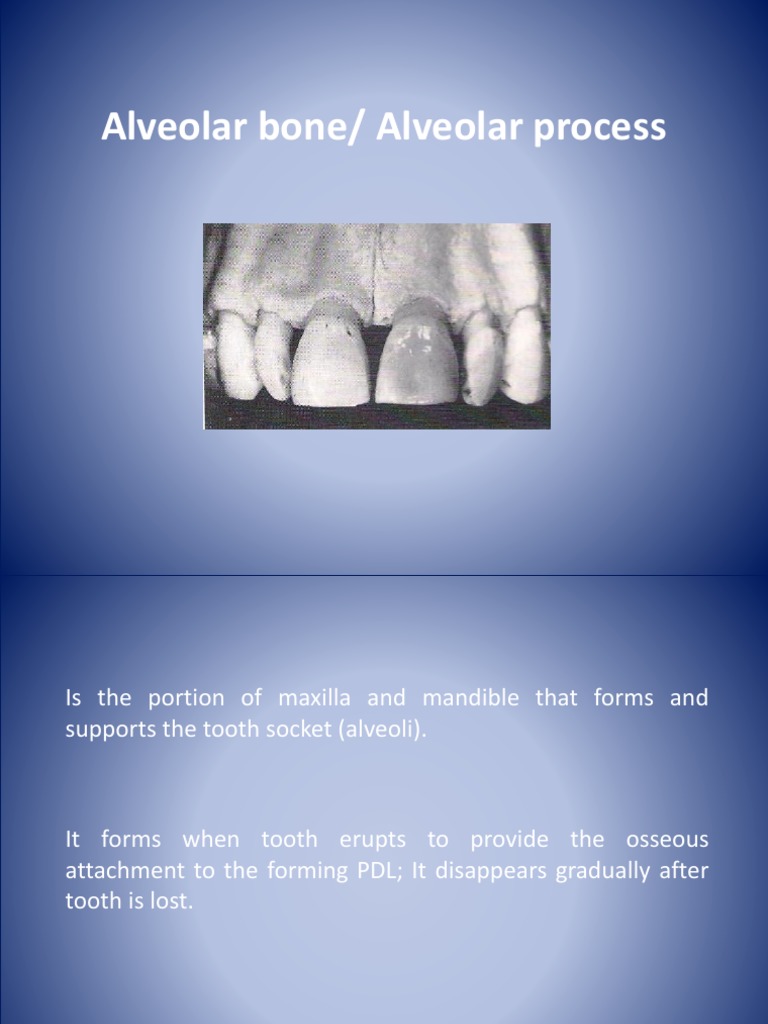 Alveolar Bone/ Alveolar Process | PDF | Bone | Osteoblast