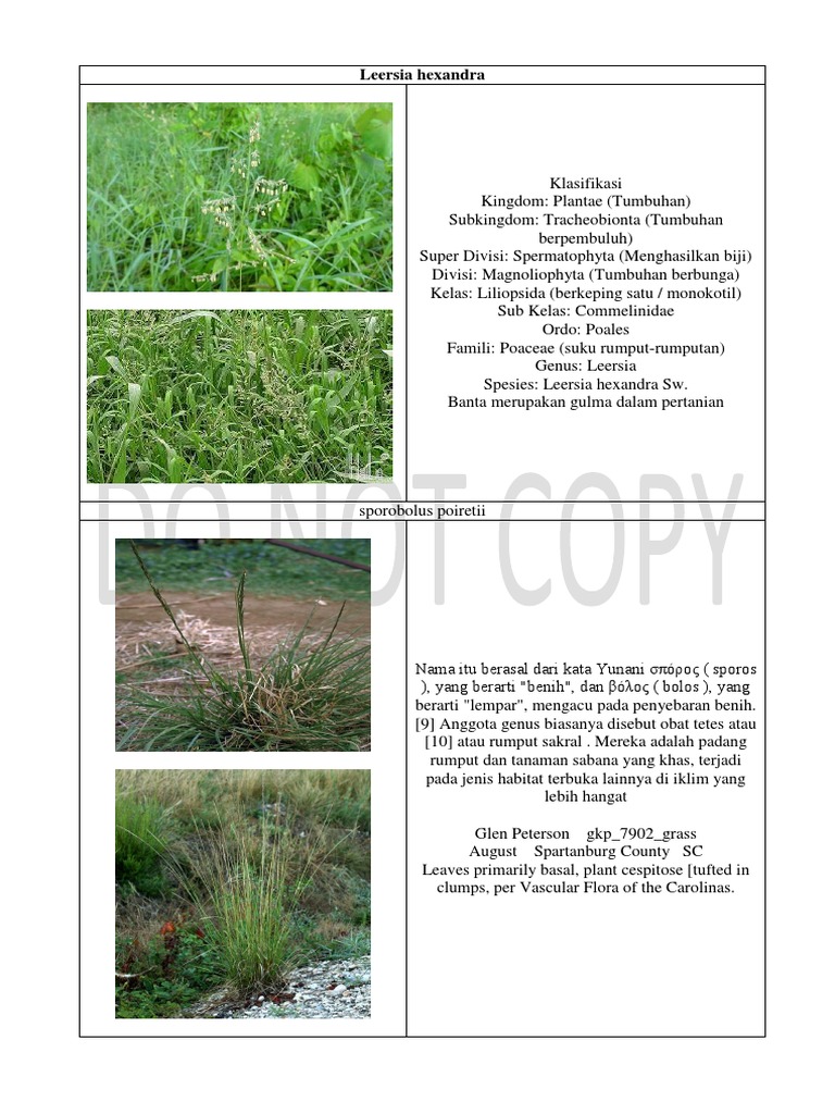 Klasifikasi dan Khasiat Rumput Banto | PDF