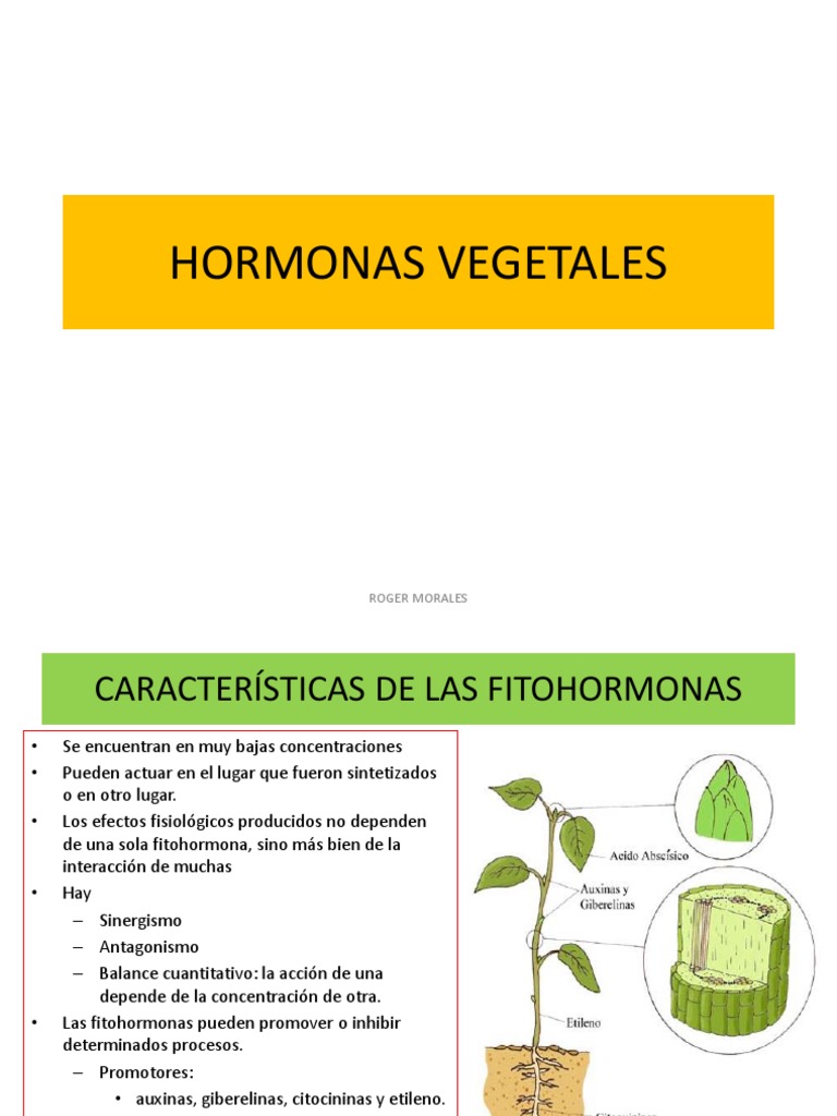 FITOHORMONAS seminario.ppt | Auxina | Hormona Vegetal
