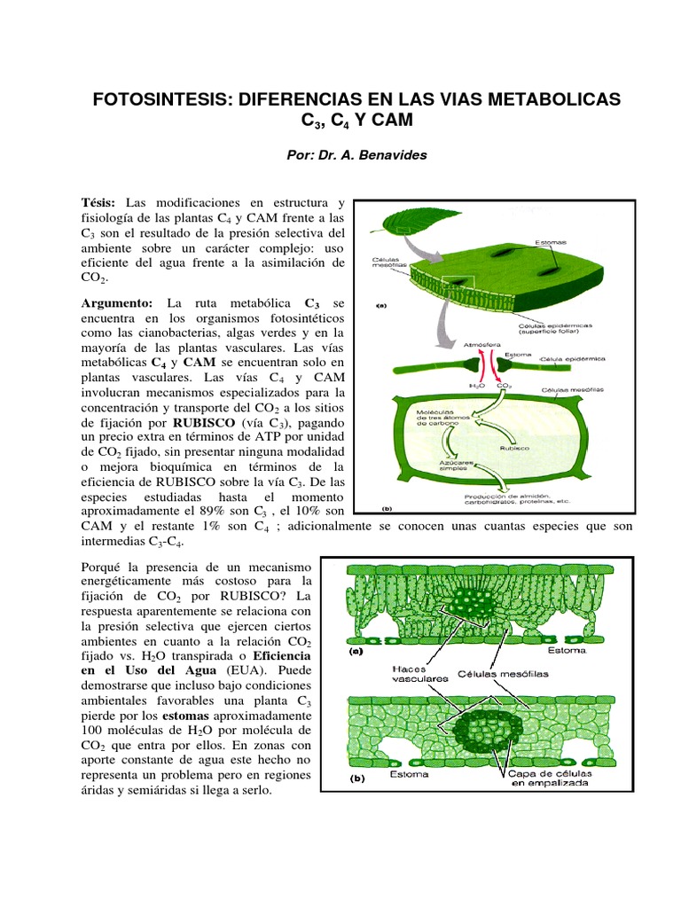 Fotosintesis C3, C4 y CAM PDF | PDF