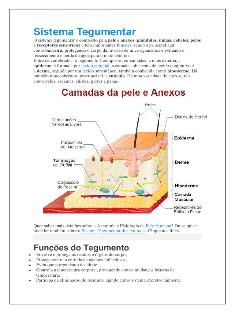 Sistema Tegumentar | Pele | Sistema Tegumentar