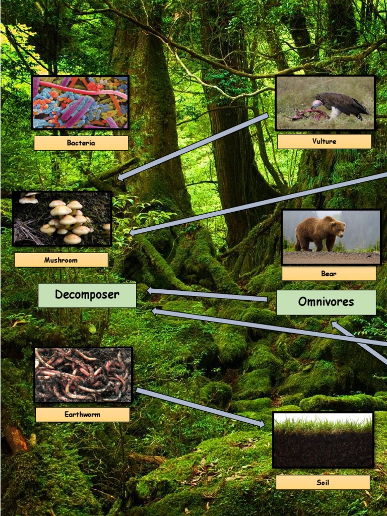 Food Web Background | PDF