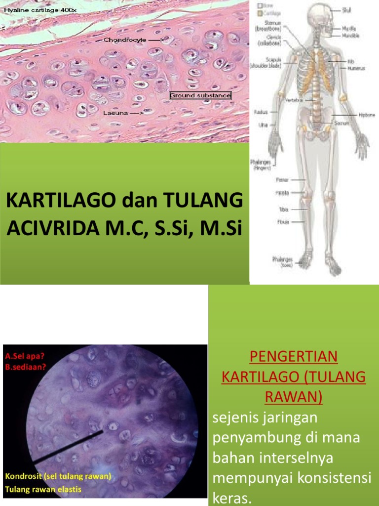 Kartilago Dan Tulang | PDF