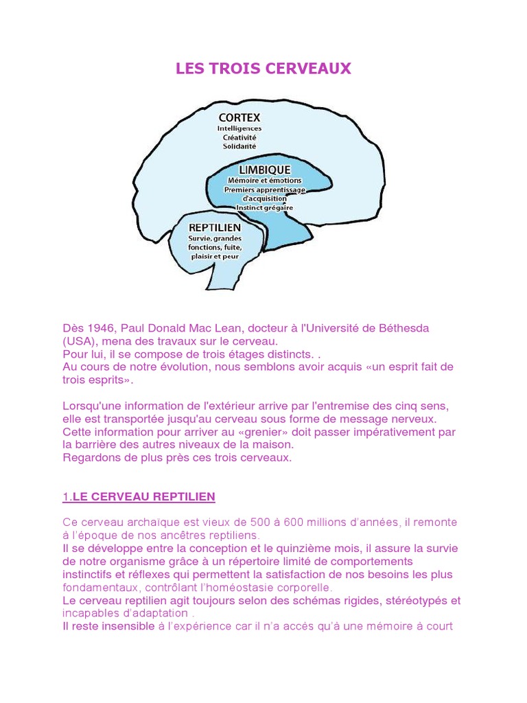 Les Trois Cerveaux | Système limbique | Amygdale (cerveau)