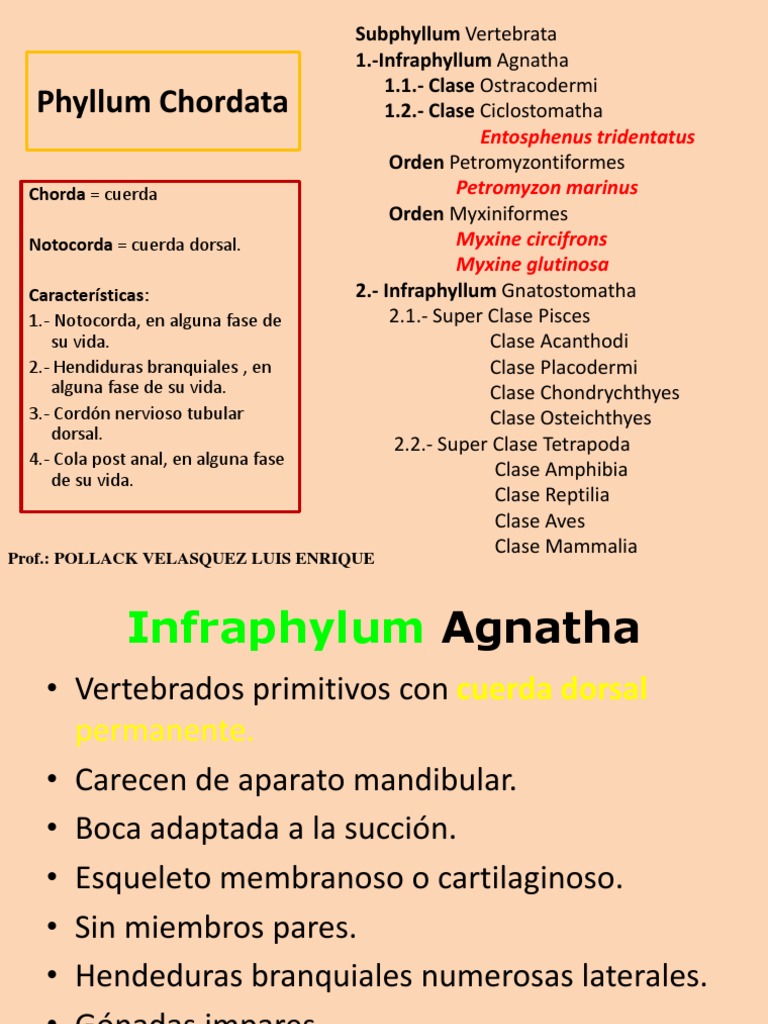 Ciclostomos | PDF | Vertebrados | Corazón
