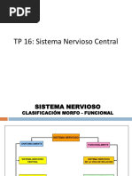 Anatomía del Tectum y Tegmentum | PDF | Anatomía | Cerebro