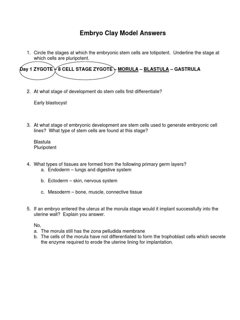 Embryo Clay Model Answers PDF | PDF