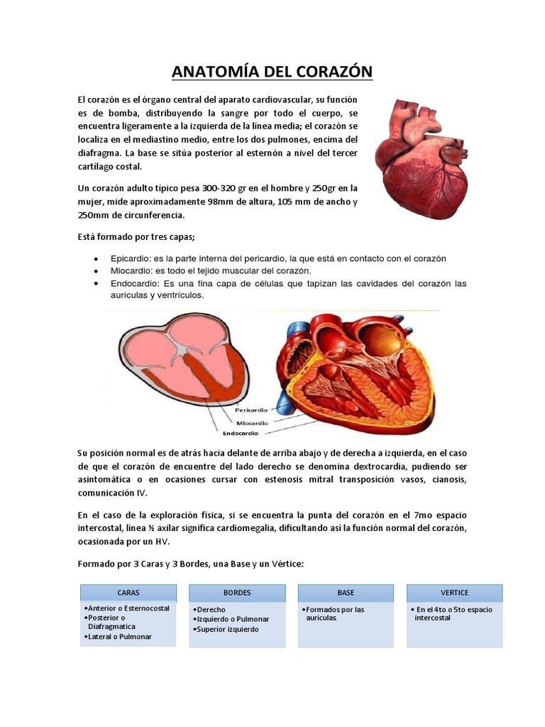Anatomía Del Corazón Canino