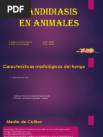 Stephanurus Dentatus en Cerdos | PDF | Riñón | Medicina CLINICA