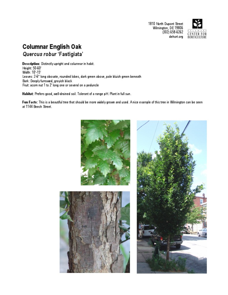 Columnar English Oak, Quercus Robur Fastigiata - Delaware Center For ...