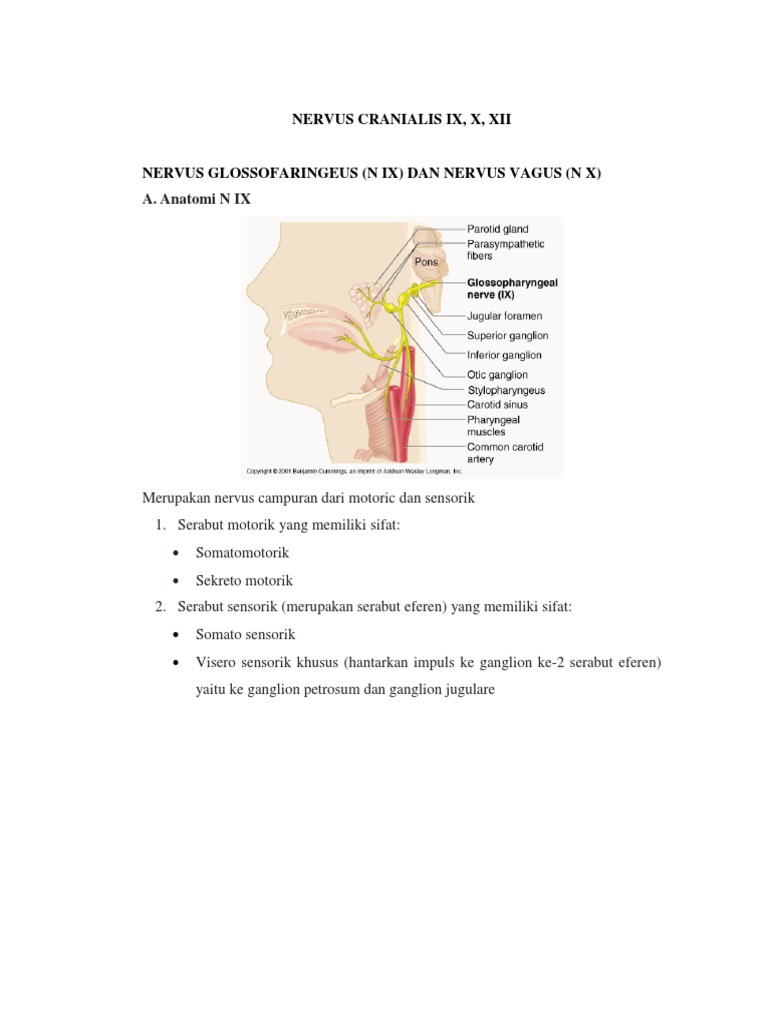 Nervus Ix, X, Xii | PDF