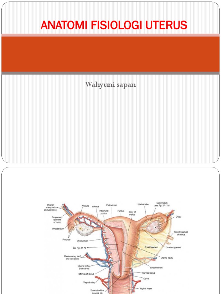 Anatomi Uterus | PDF