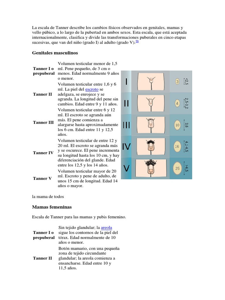 La Escala de Tanner | Pecho | Testículo