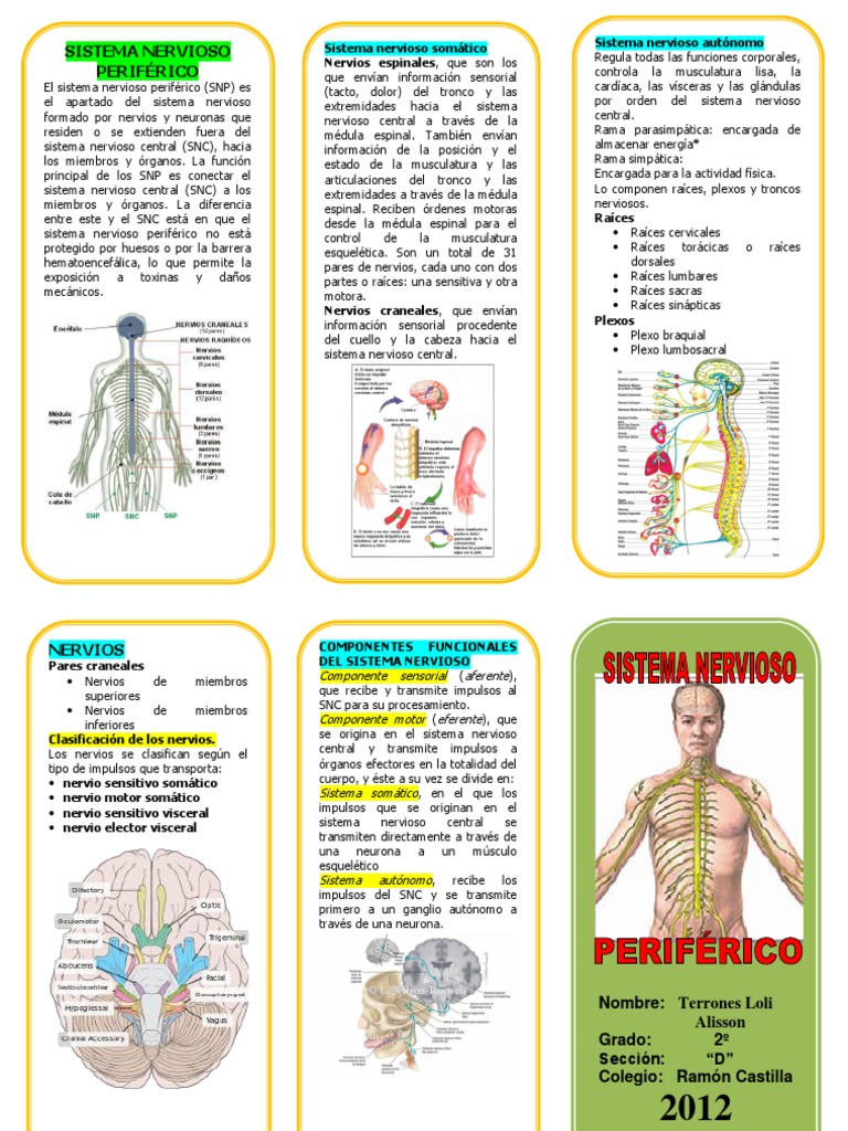 Triptico Sistema Nervioso | PDF | Médula espinal | Sistema nervioso