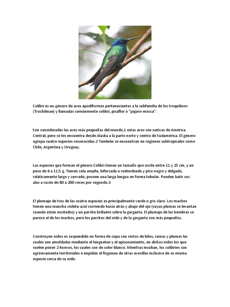 Características del colibrí en América | PDF