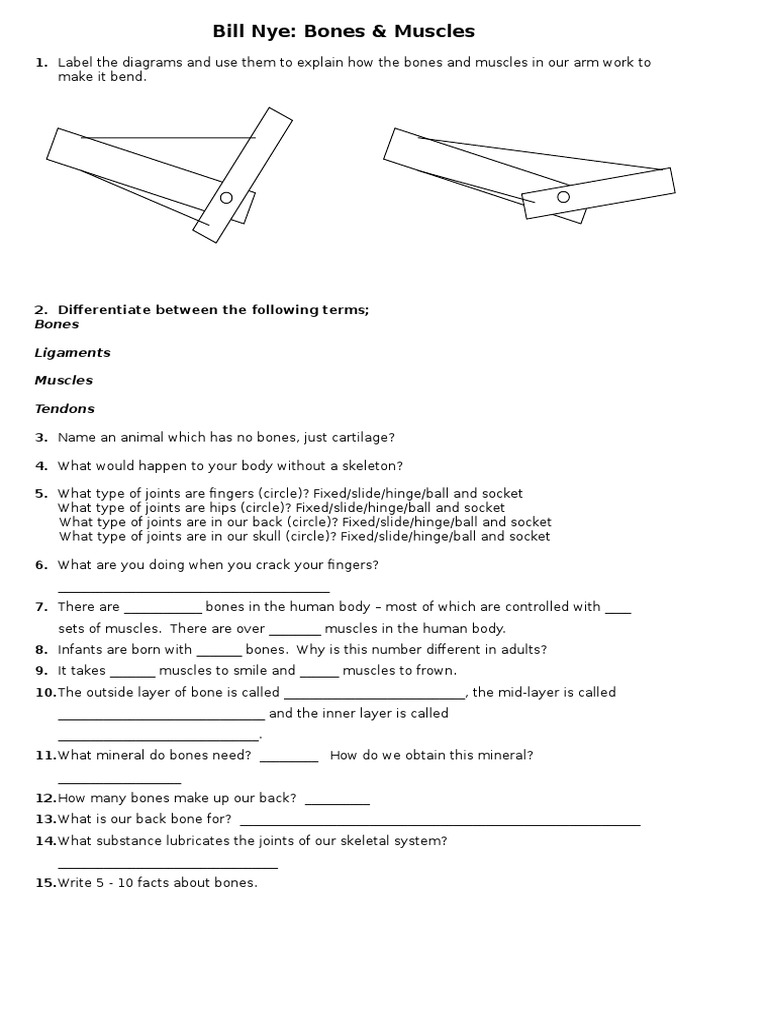 Bill Nye: Bones and Muscles Worksheet | PDF | Skeleton | Bone