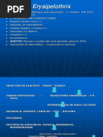 ERYSIPELOTHRIX | PDF | Infección | Sistema inmune
