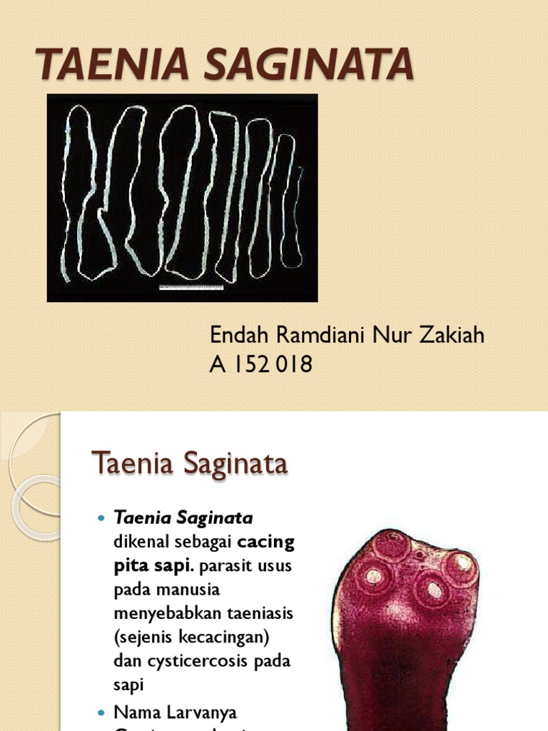 Taenia Saginata | PDF