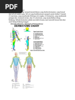 Peta Dermatome dan Inervasi Saraf | PDF