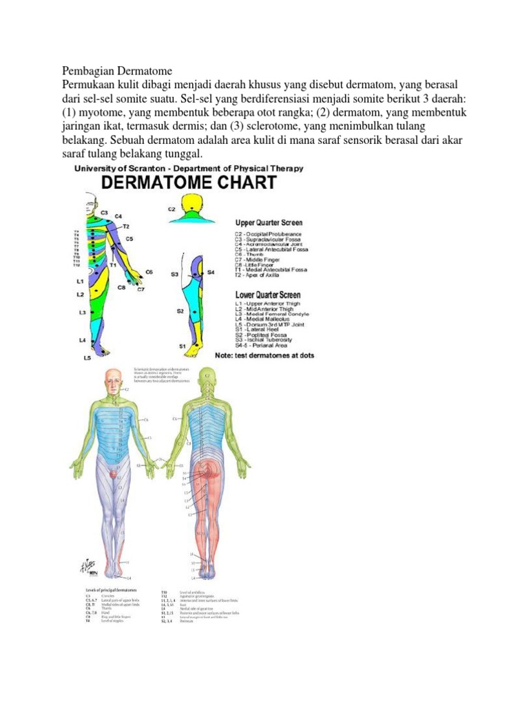 Pembagian Dermatome | PDF | Sains & Matematika